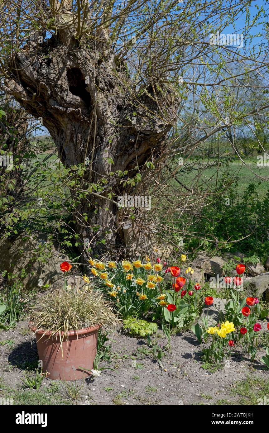 traditional favorite Tree called pollard willow resp.Salix on the lower ...