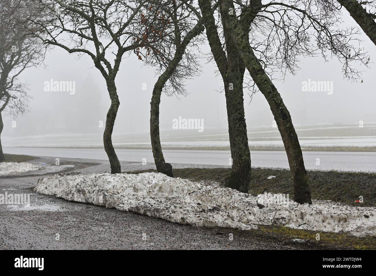 melting snow on the lawn and a road in the fog in a small town in ...