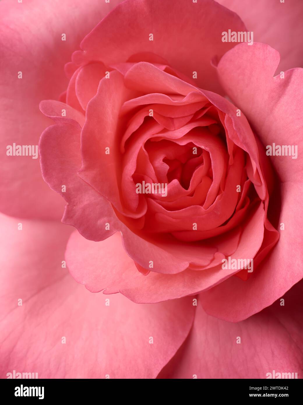 close-up macro view of pink rose, timeless symbol of love and affection ...
