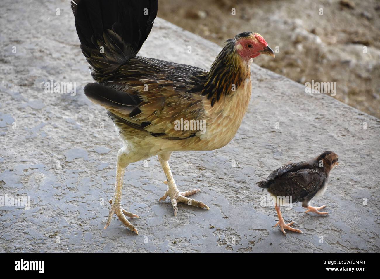 Larger chicken hi-res stock photography and images - Alamy