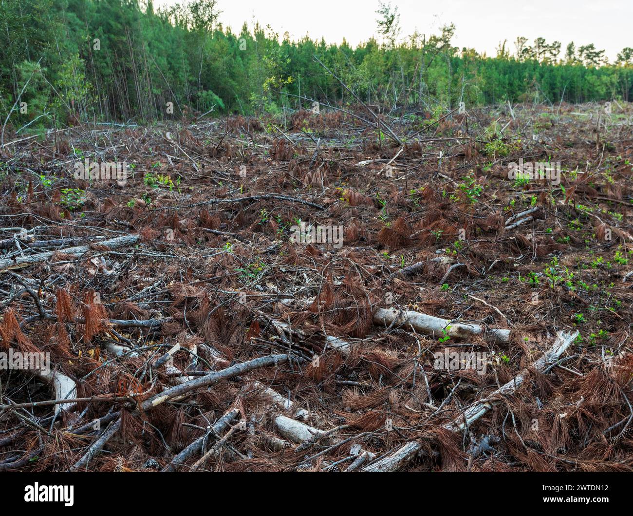Deforestation cleat cut hi-res stock photography and images - Alamy