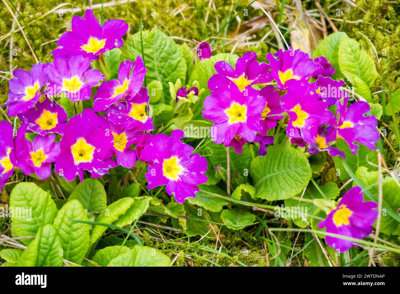 Primrose primula vulgaris park hi-res stock photography and images - Alamy