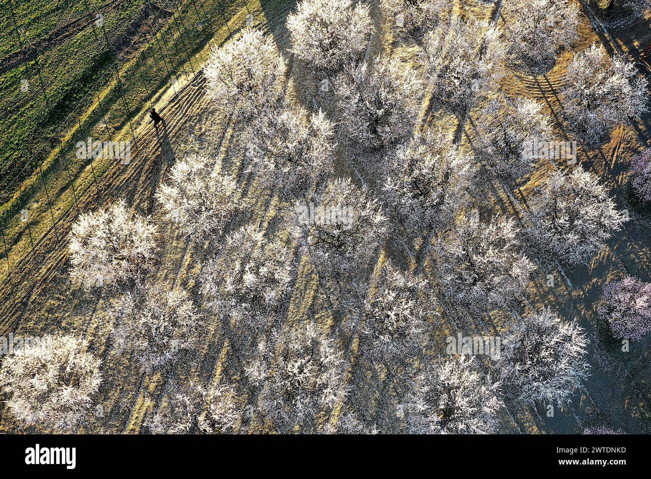 The blooming almond trees in Hustopece in the Breclav region, March 17 ...