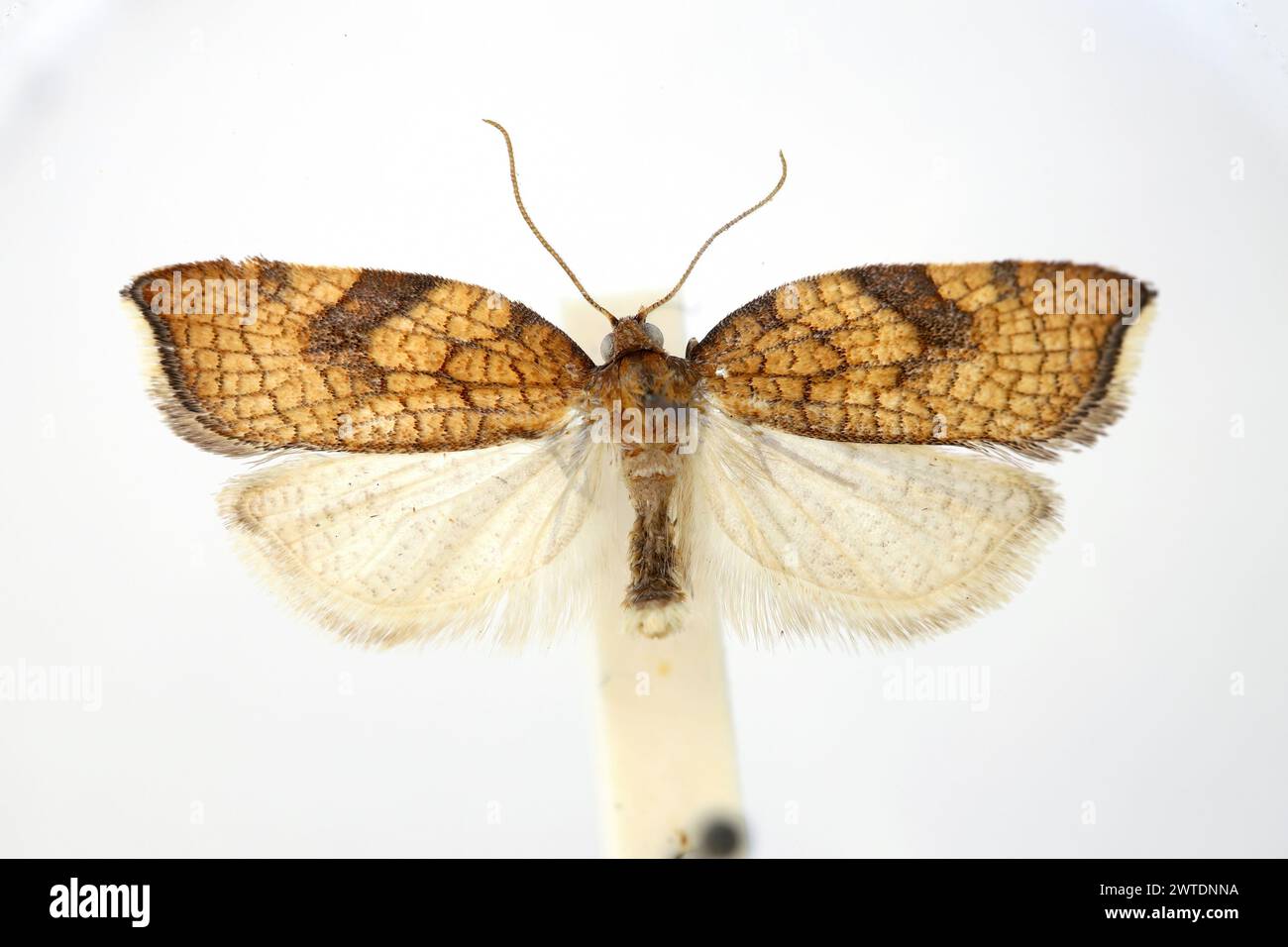 Rhomboid tortrix, fruit tree tortrix (Acleris rhombana). Prepared ...