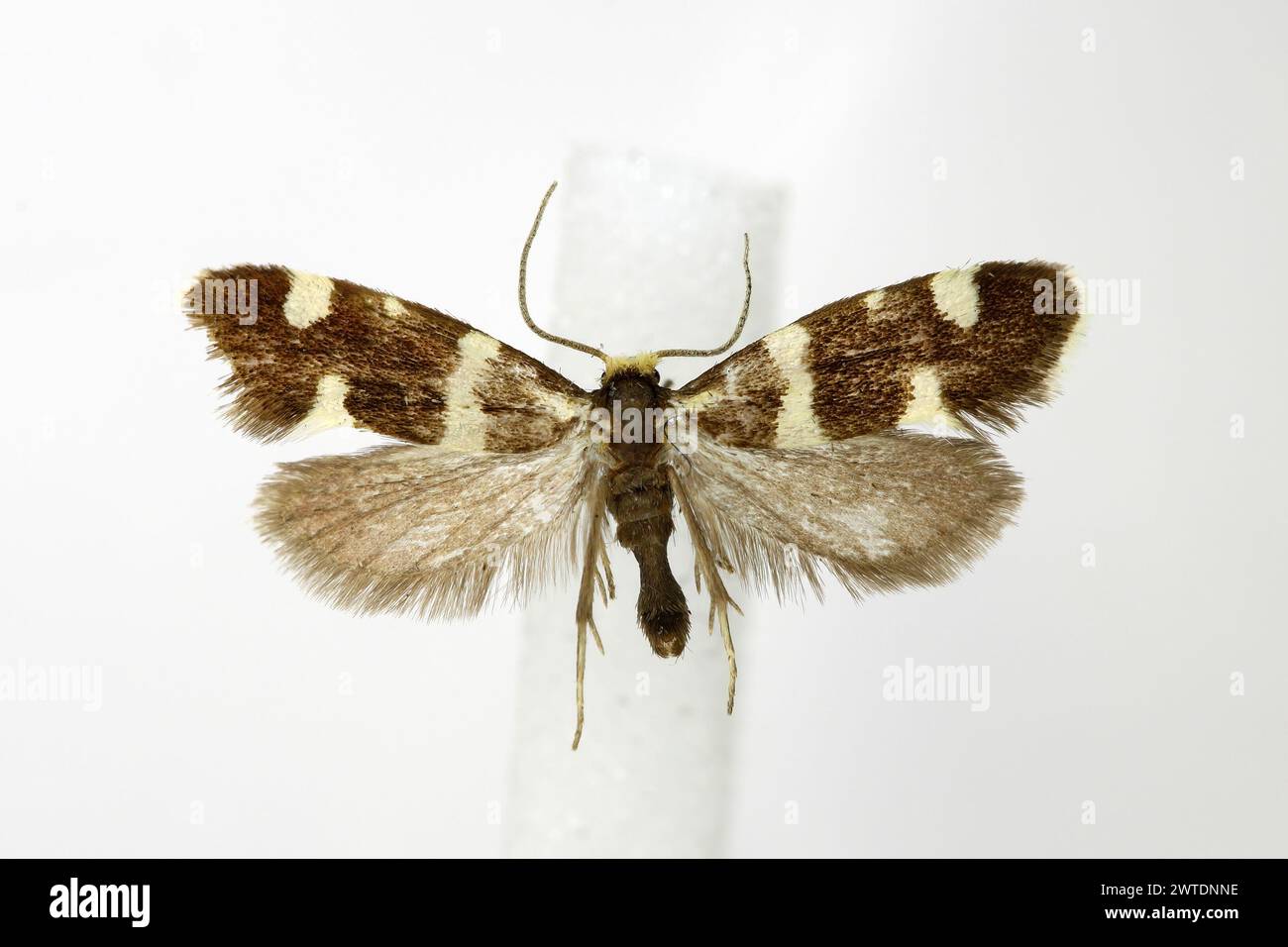 Currant shoot borer (Lampronia capitella). Prepared specimen in museum ...