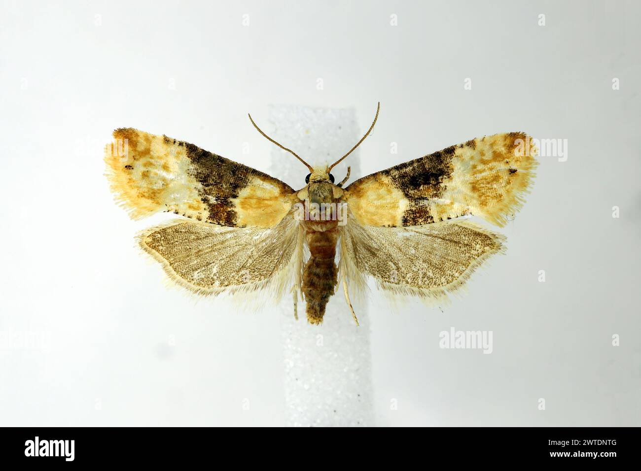 Vine moth, european grape berry moth (Eupoecilia ambiguella). Prepared ...