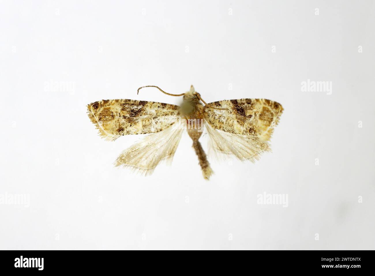 European vine moth, grapevine moth (Lobesia botrana). Prepared specimen ...