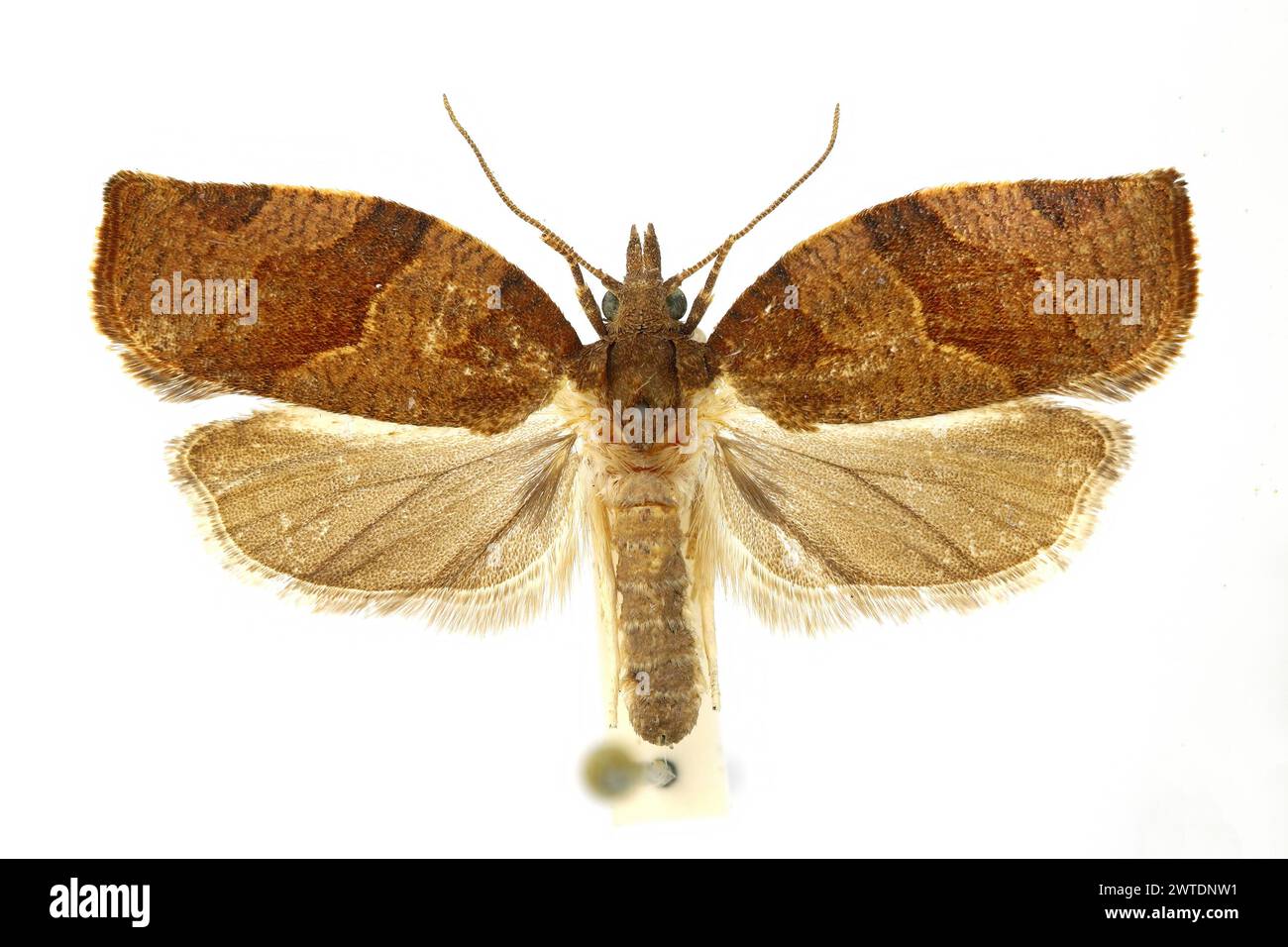 Dark fruit-tree tortrix, apple brown tortrix (Pandemis heparana ...