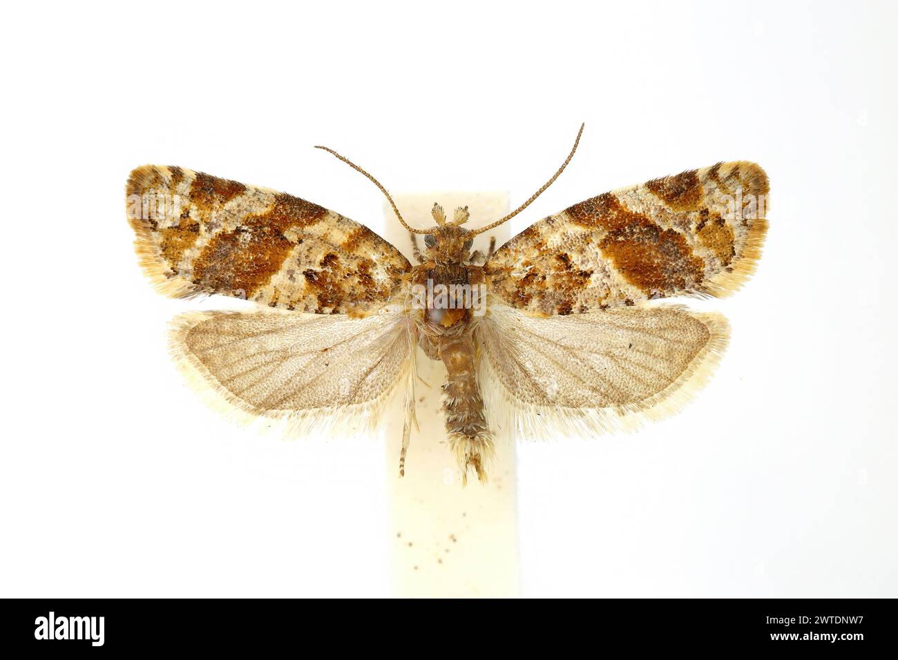 Grape tortrix hi-res stock photography and images - Alamy