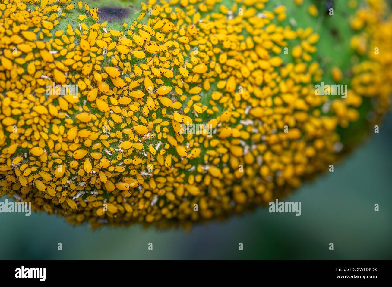 Rui plant hi-res stock photography and images - Alamy