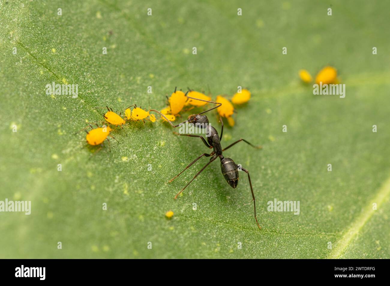 Ant getting honey dew secretion of the aphids from their abdomen. The ...
