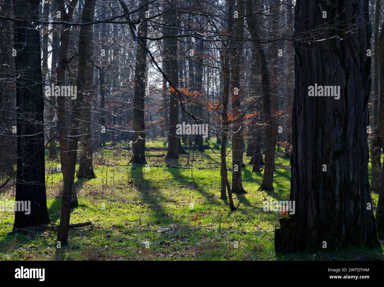 Appealing view through the trees in a forest in the sunlight with ...