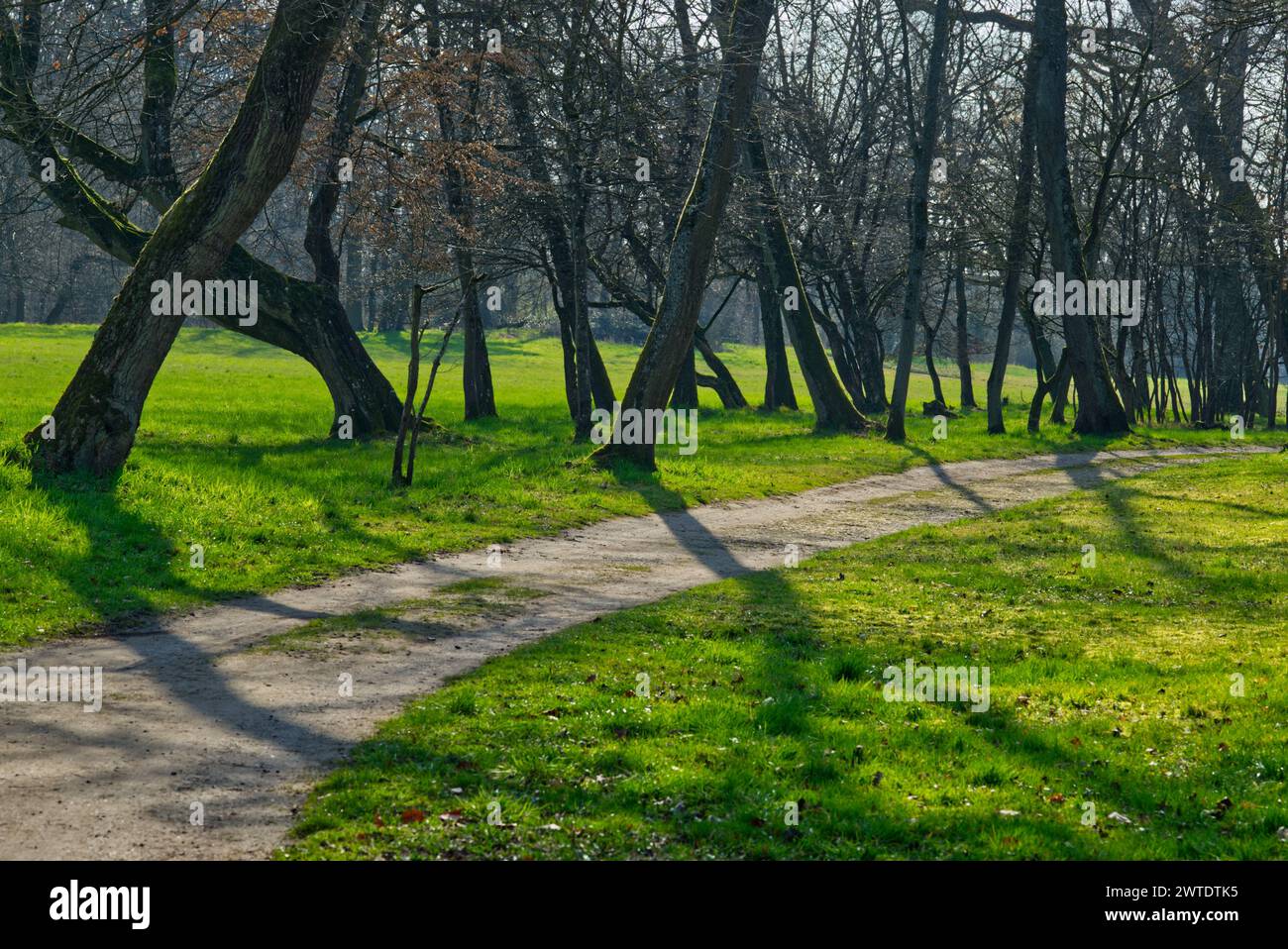 Row of trees along a pathway in a park, all the trees growing in ...