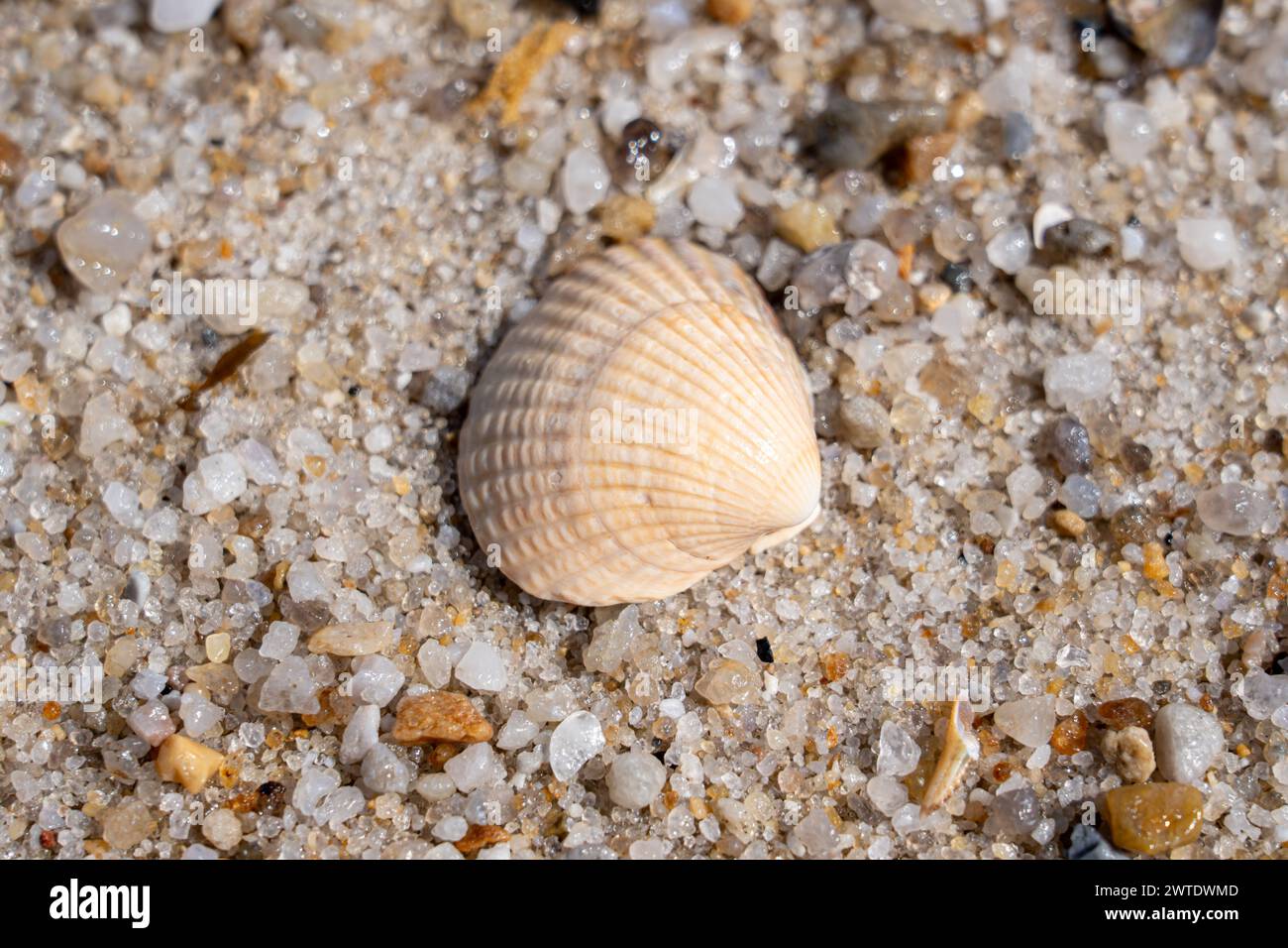 Seashell shore hi-res stock photography and images - Alamy