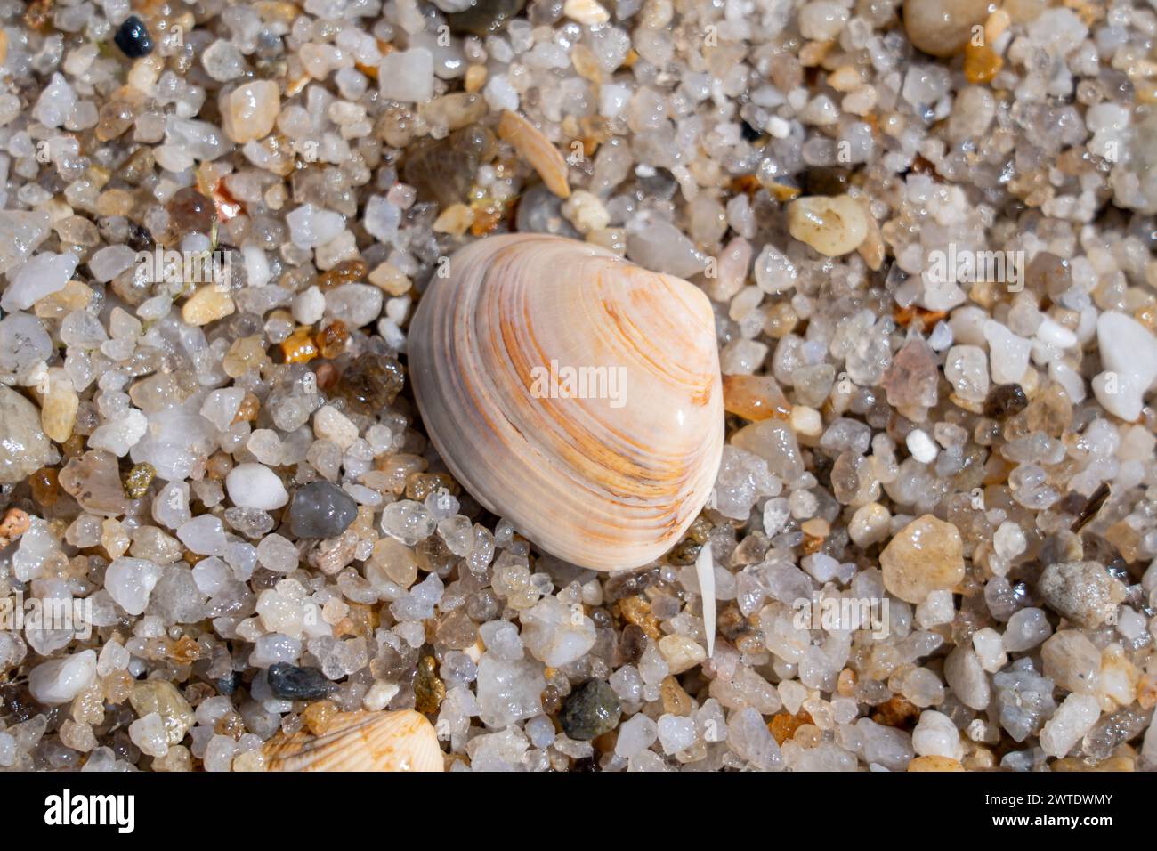 Gravel seabed hi-res stock photography and images - Alamy