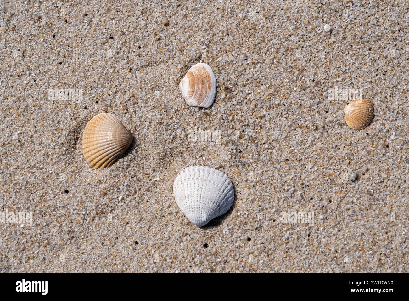 Collecting seashells beach hi-res stock photography and images - Alamy