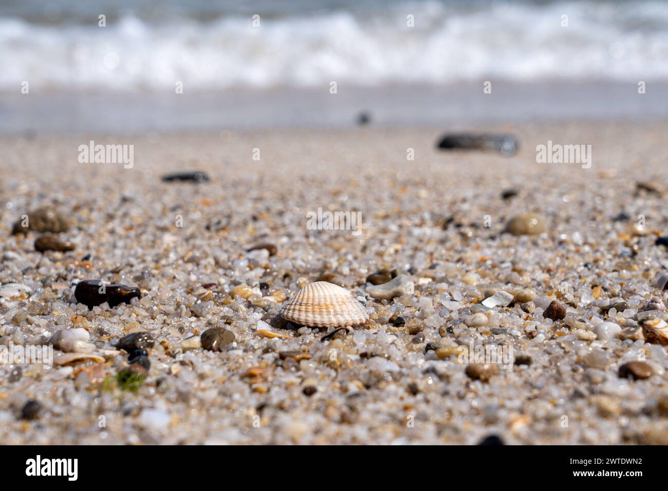 Edge of seashells hi-res stock photography and images - Alamy