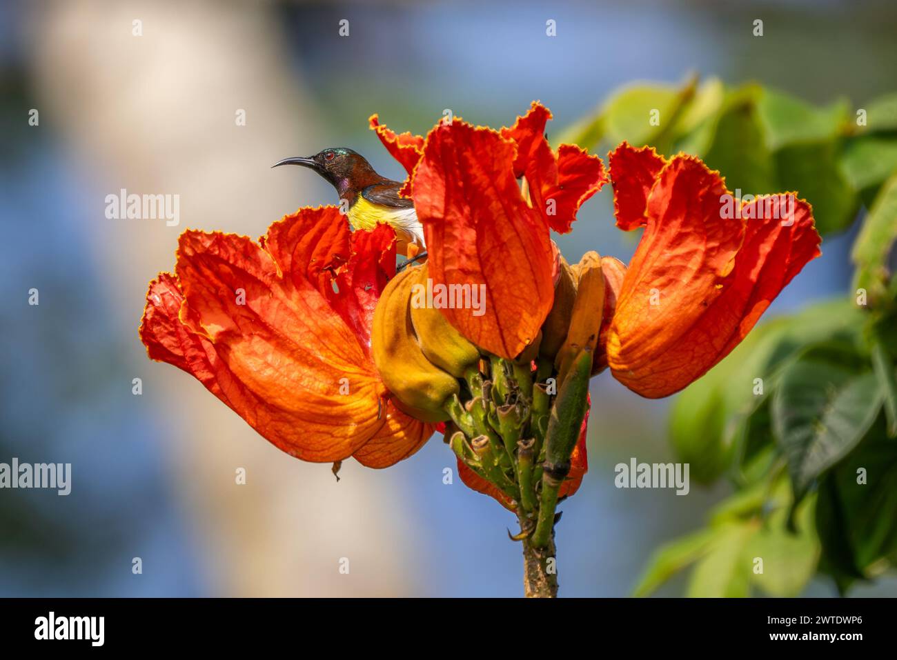 Indian sunbird hi-res stock photography and images - Alamy
