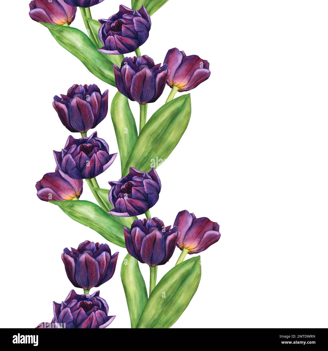 Stylized tulip border hi-res stock photography and images - Alamy