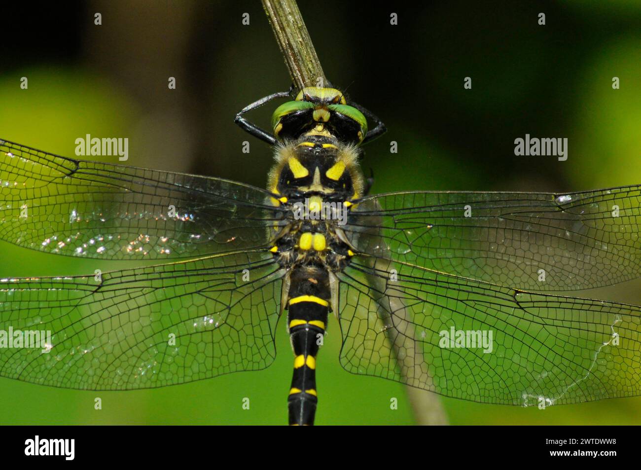 Black yellow dragonfly hi-res stock photography and images - Alamy