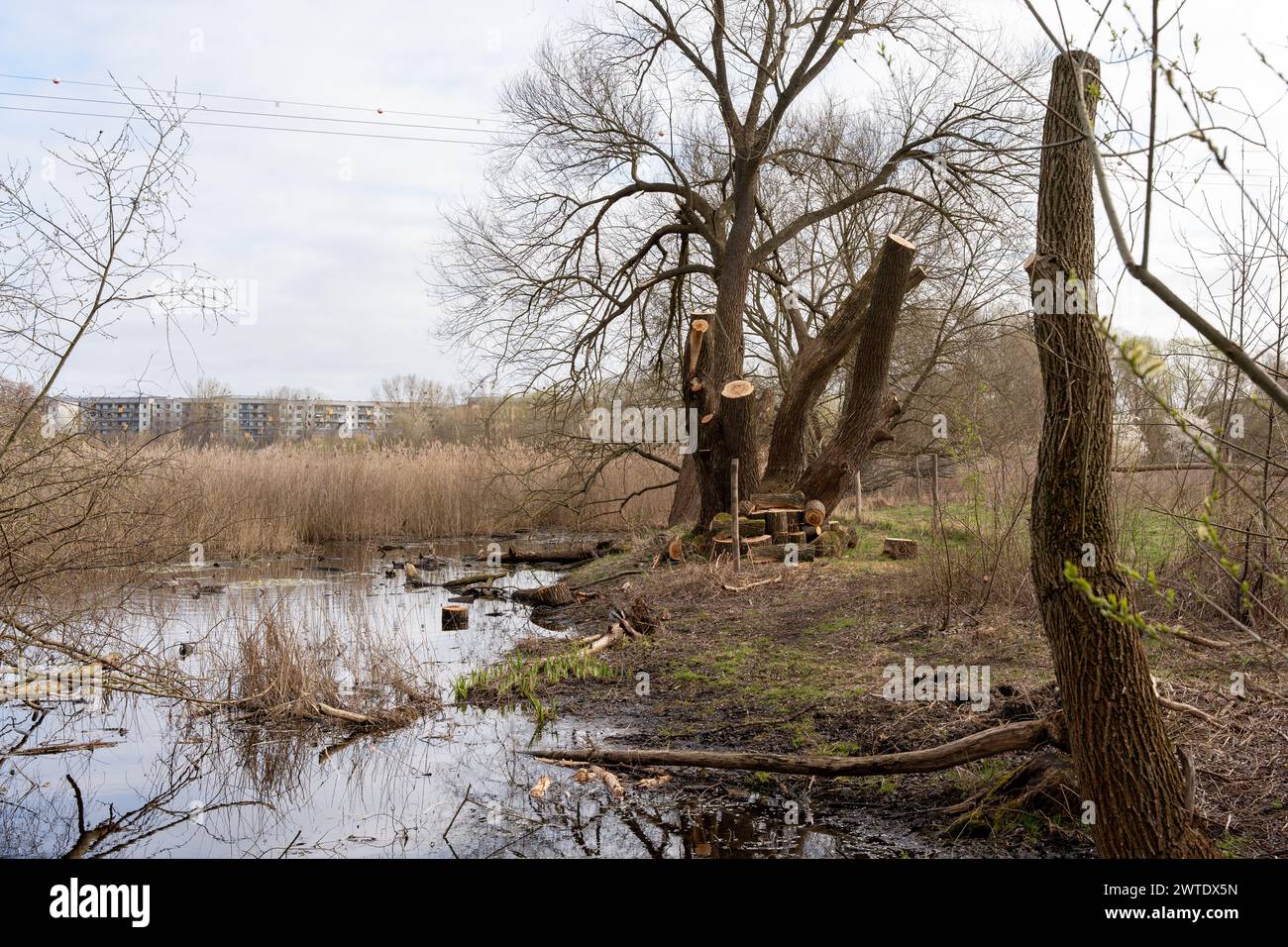 A felled tree in a swampy area. A felled tree close-up Stock Photo - Alamy