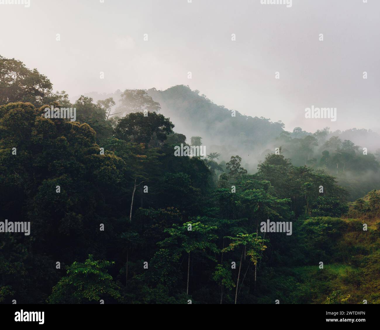 Aerial view of mist, blanket cloud and fog hanging over a lush tropical ...