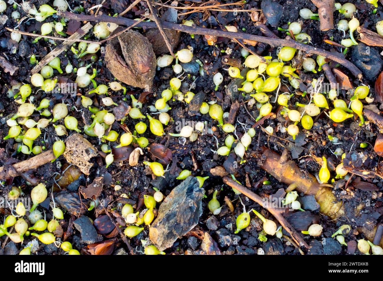 Bulbils hi-res stock photography and images - Alamy