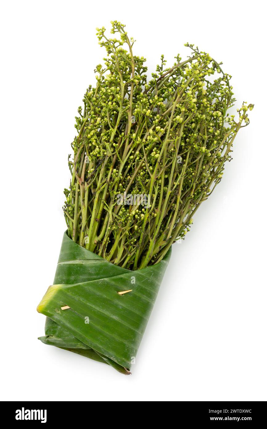 Neem plant hi-res stock photography and images - Alamy