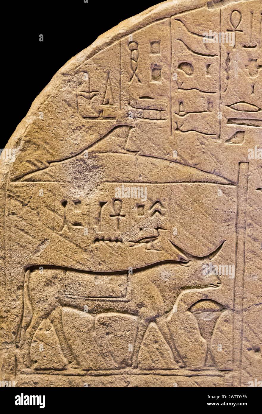 Egypt, Saqqara, Serapeum, an Apis bull on the stele of a man named ...
