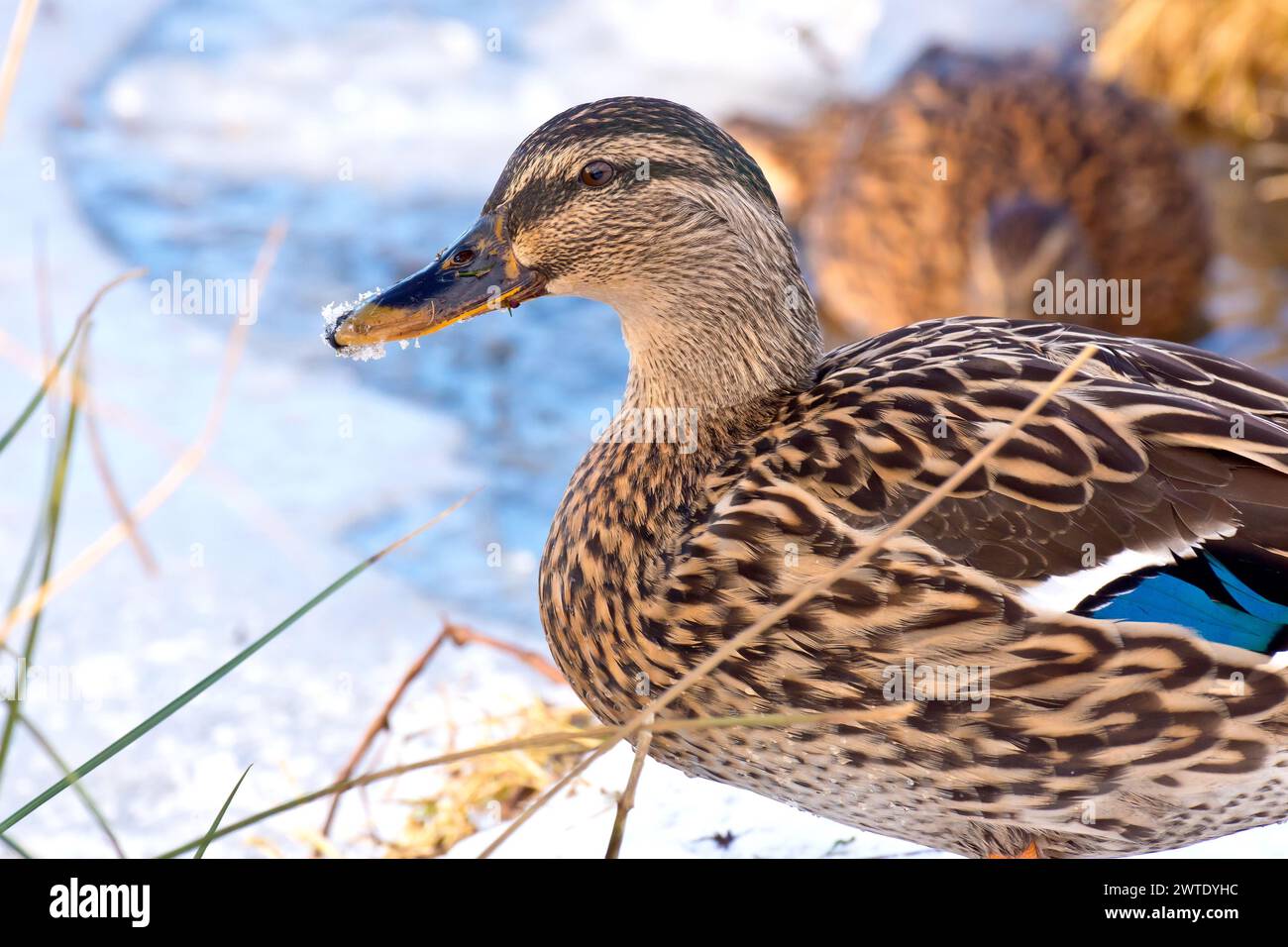 Mallard (anas platyrhynchos), close up of a female of the common duck ...