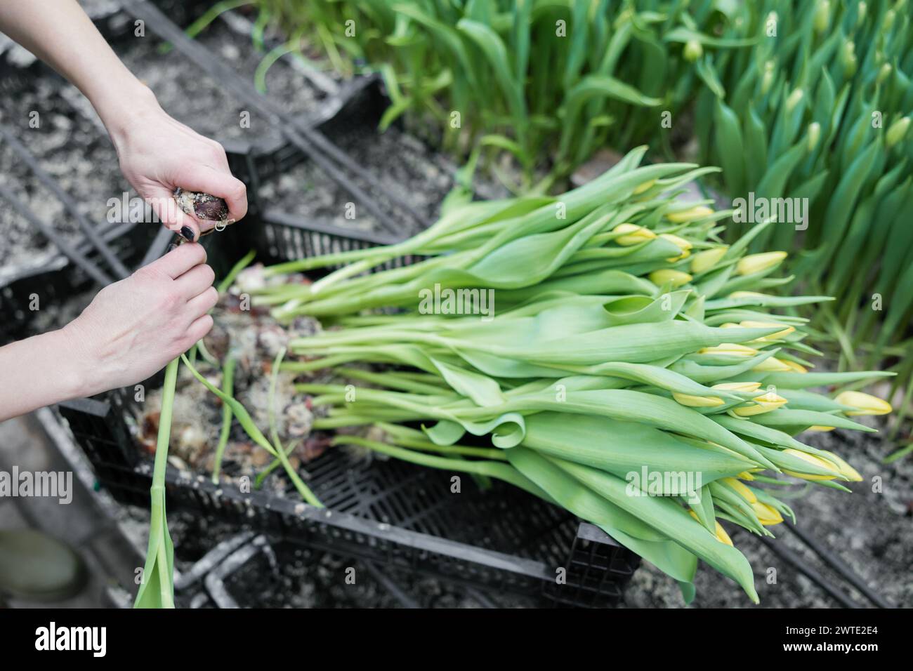 Woman planting flower bulbs in soil for growing in a greenhouse Stock ...