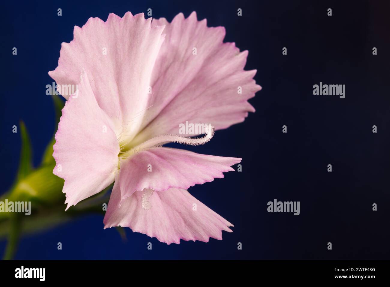 Carnation photography hi-res stock photography and images - Alamy