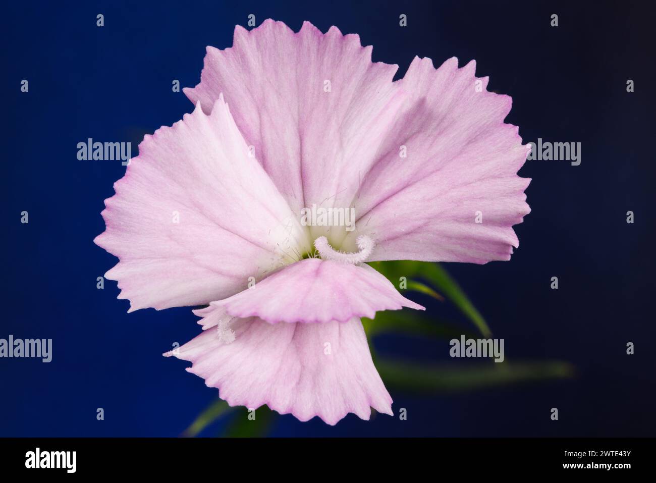 Macro photography of a carnation flower Stock Photo - Alamy