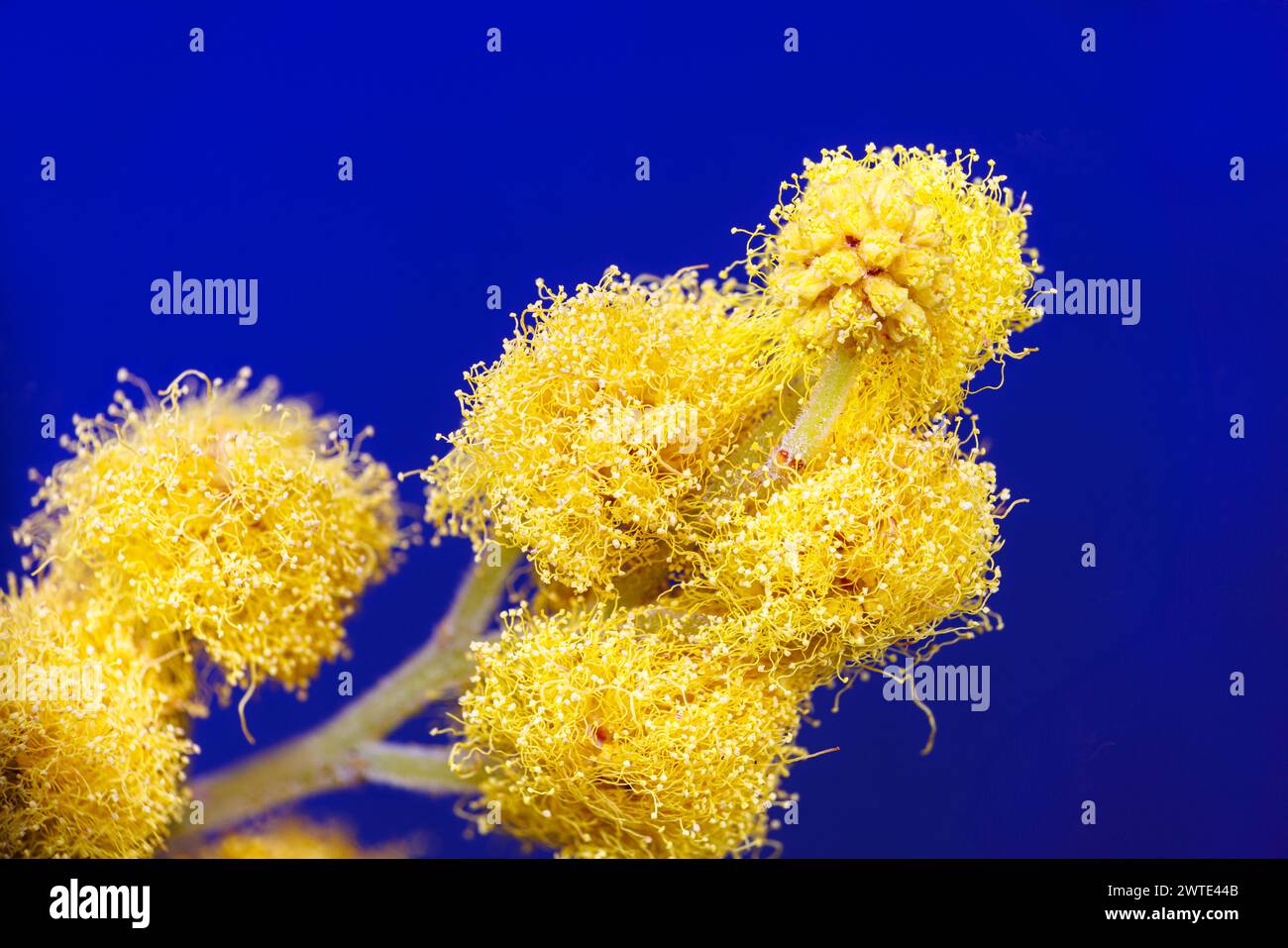 Macro photography of a mimosa flower Stock Photo - Alamy