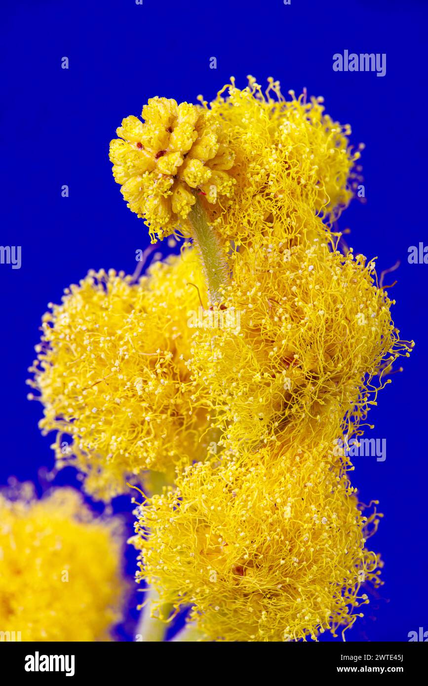 Macro photography of a mimosa flower Stock Photo - Alamy