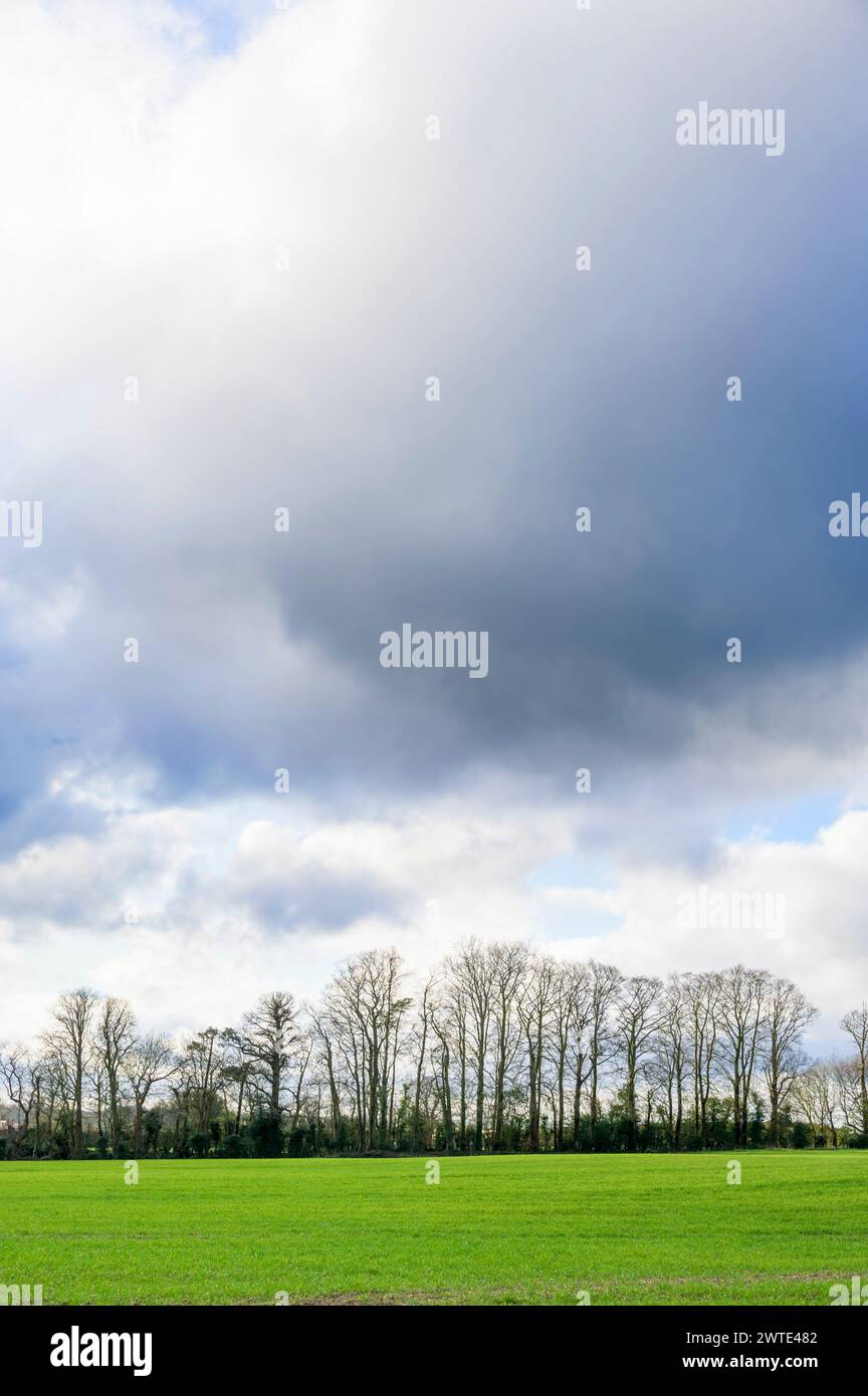 Leafless trees in a large field. March, Chart Sutton, near Maidstone ...