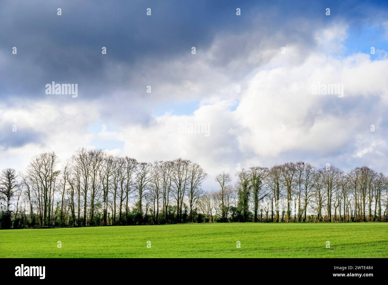 Leafless trees in a large field. March, Chart Sutton, near Maidstone ...