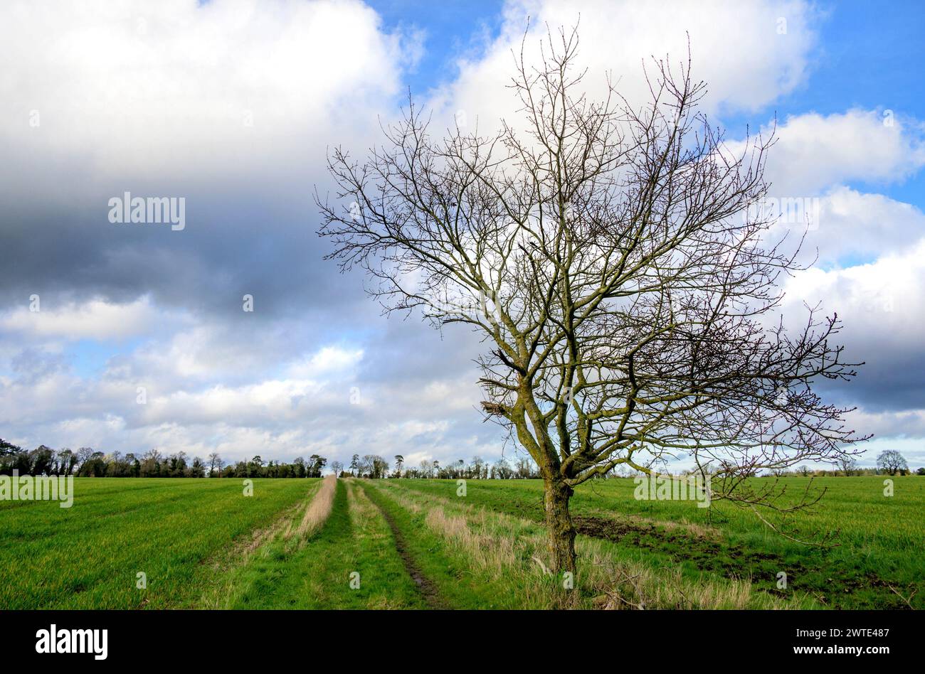 Leafless trees in a large field. March, Chart Sutton, near Maidstone ...