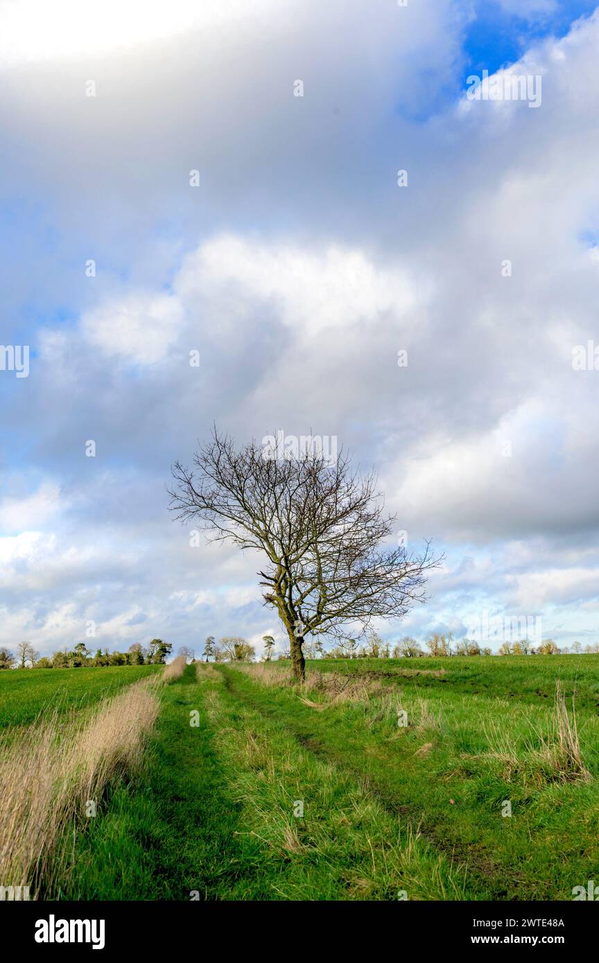 Leafless trees in a large field. March, Chart Sutton, near Maidstone ...
