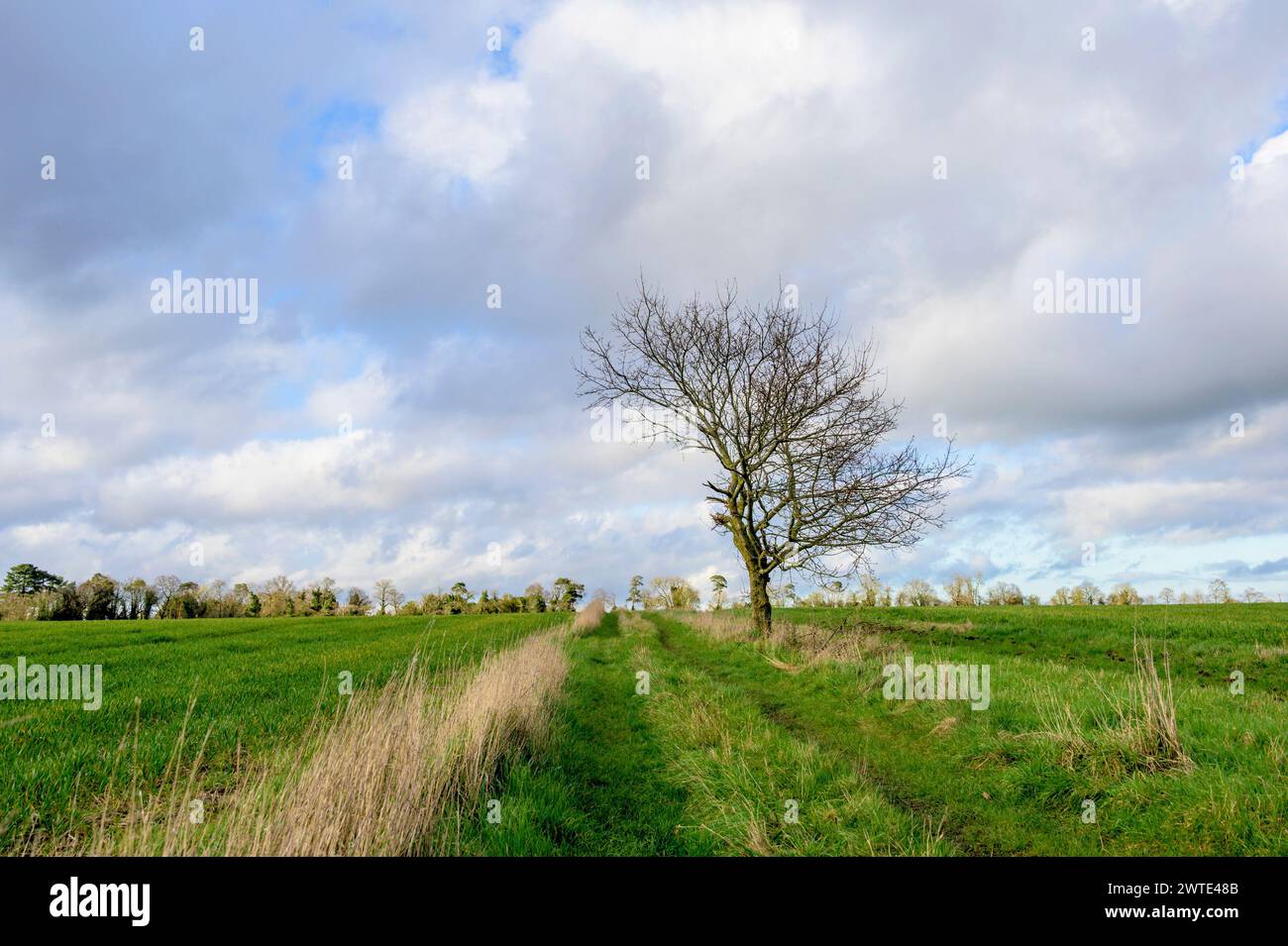 Leafless trees in a large field. March, Chart Sutton, near Maidstone ...
