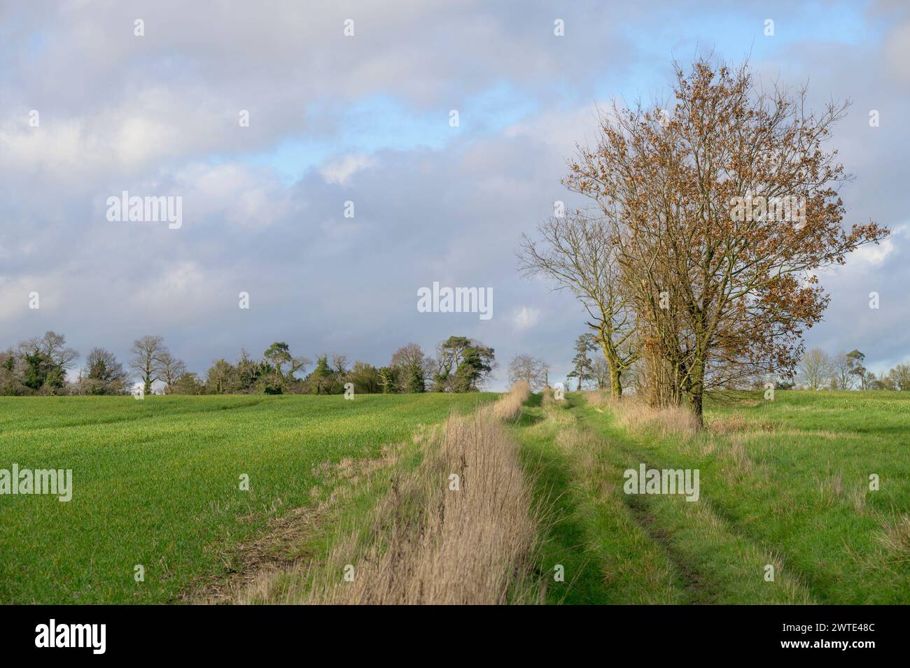 Leafless trees in a large field. March, Chart Sutton, near Maidstone ...