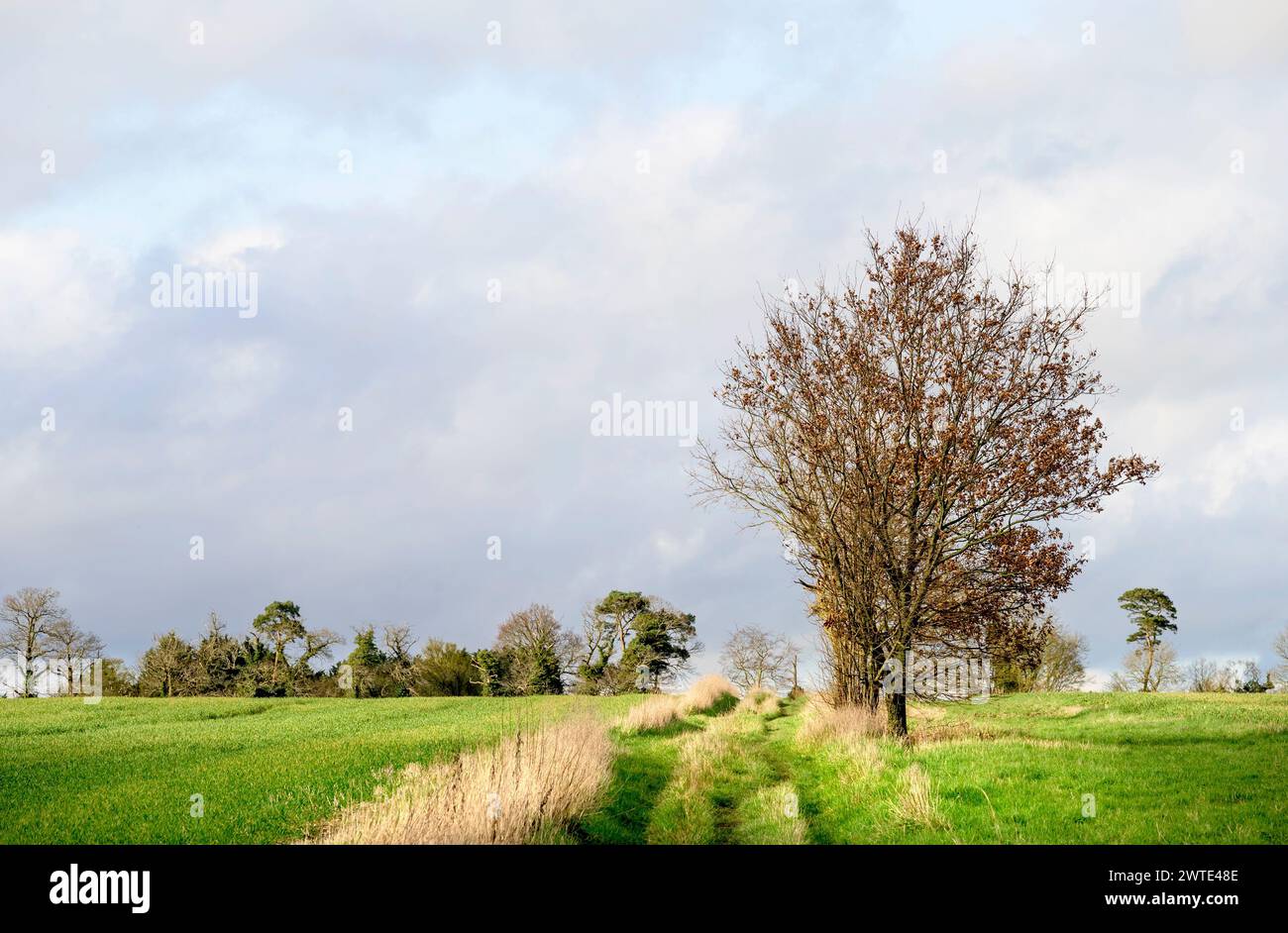 Leafless trees in a large field. March, Chart Sutton, near Maidstone ...