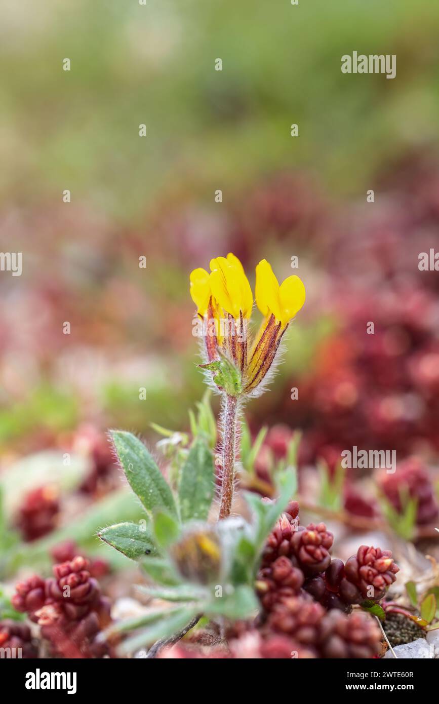 Some wild plants blooming in a unique environment Stock Photo - Alamy
