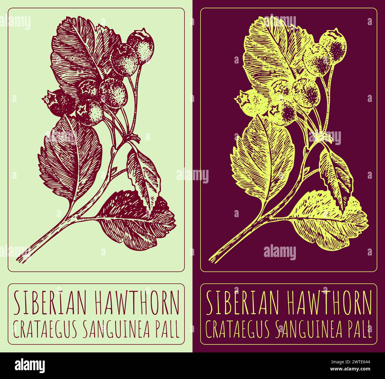 Vector drawing SIBERIAN HAWTHORN. Hand drawn illustration. The Latin ...
