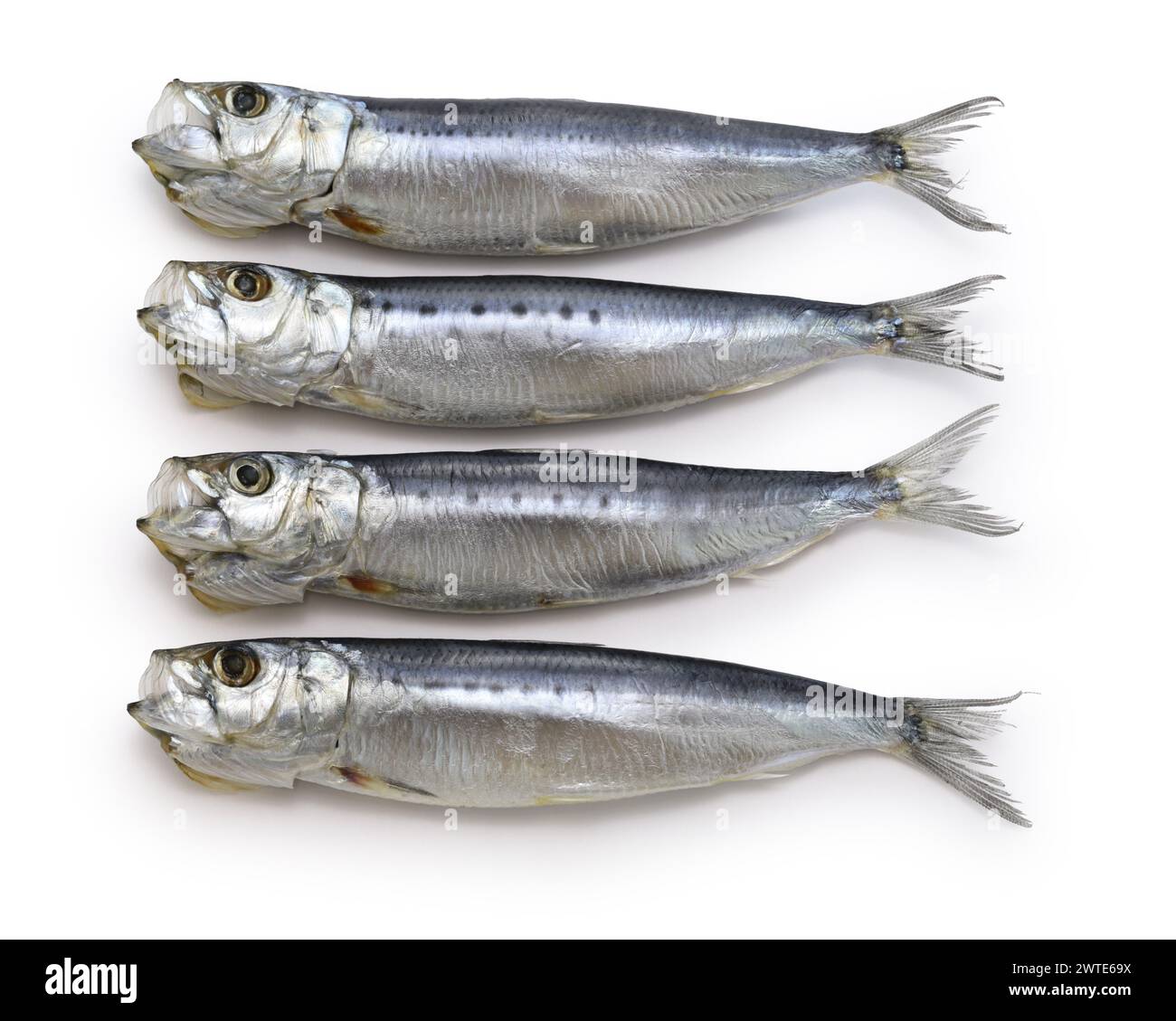 Iwashi marubosi ( semi-dried Japanese sardines ) isolated on a white ...