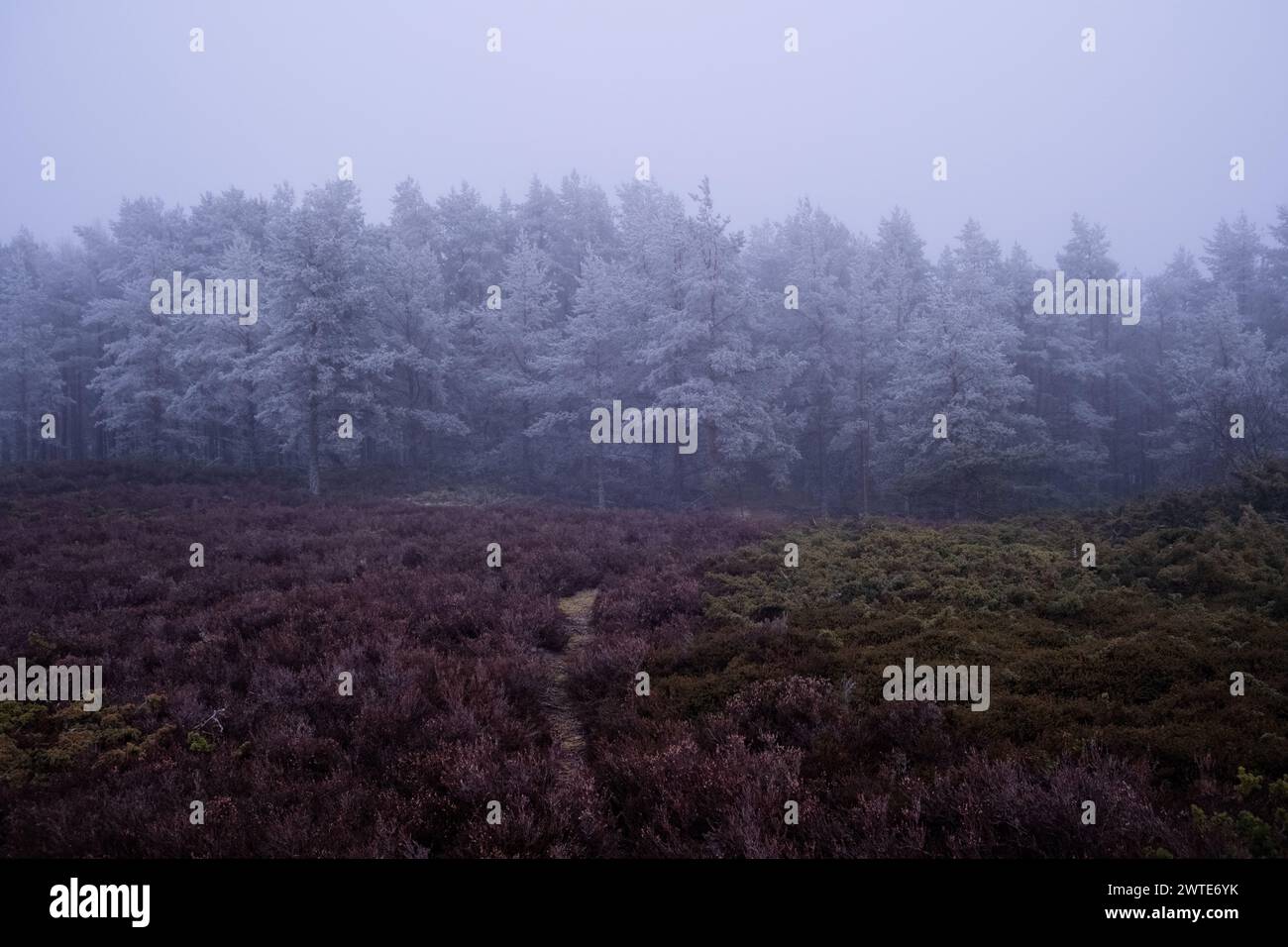 JURMO, REMOTE BALTIC SEA ISLAND, IN FREEZING FOG: A foggy winter day in ...