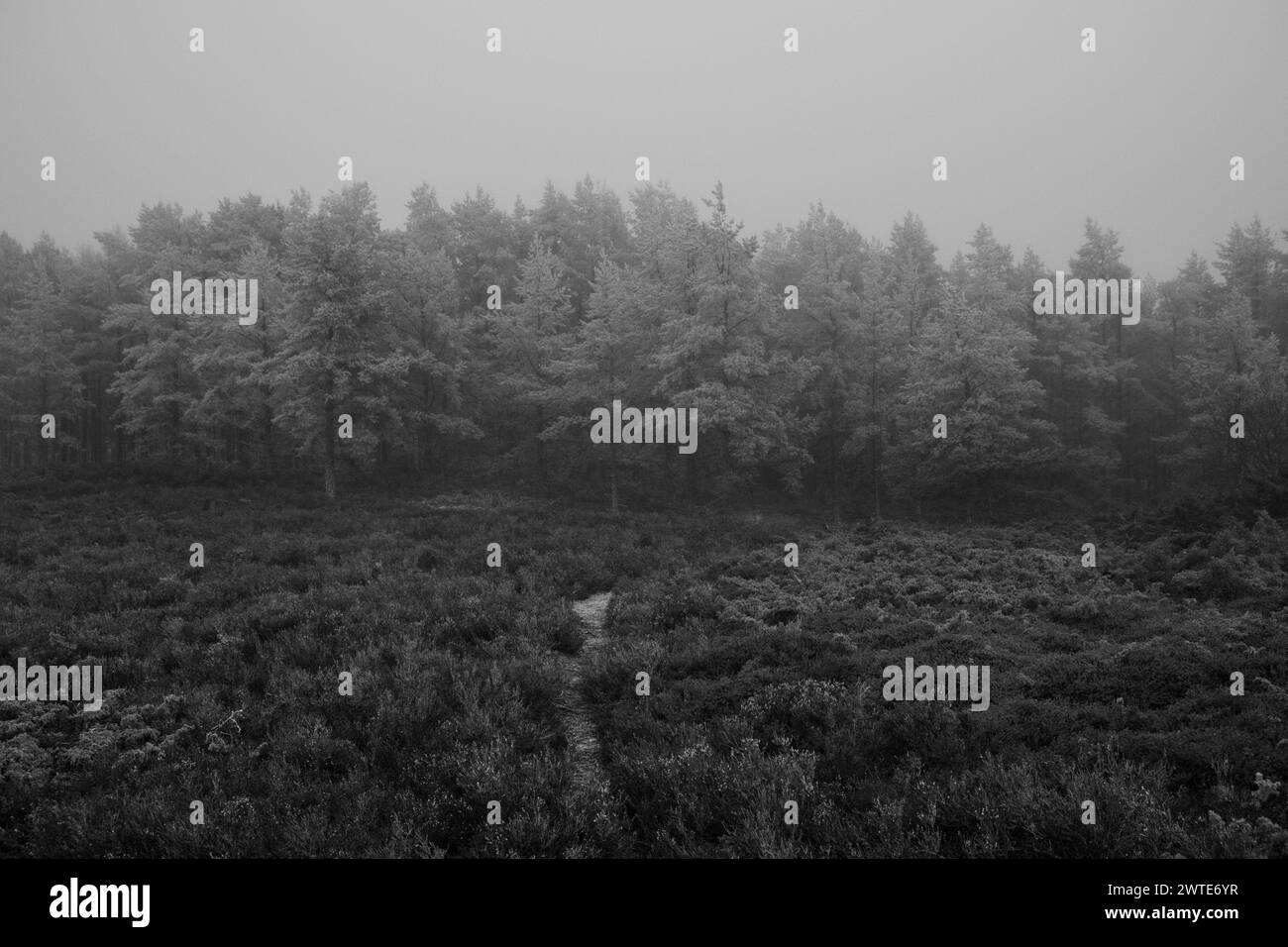 JURMO, REMOTE BALTIC SEA ISLAND, IN FREEZING FOG: A foggy winter day in ...