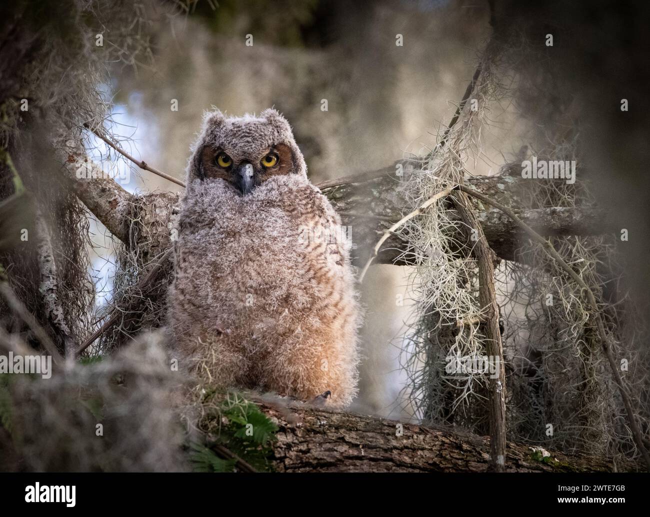 Beautiful great horned owl hi-res stock photography and images - Alamy