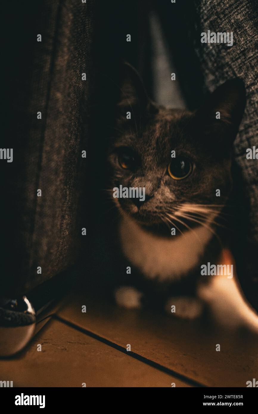 Art for cat lovers hi-res stock photography and images - Alamy