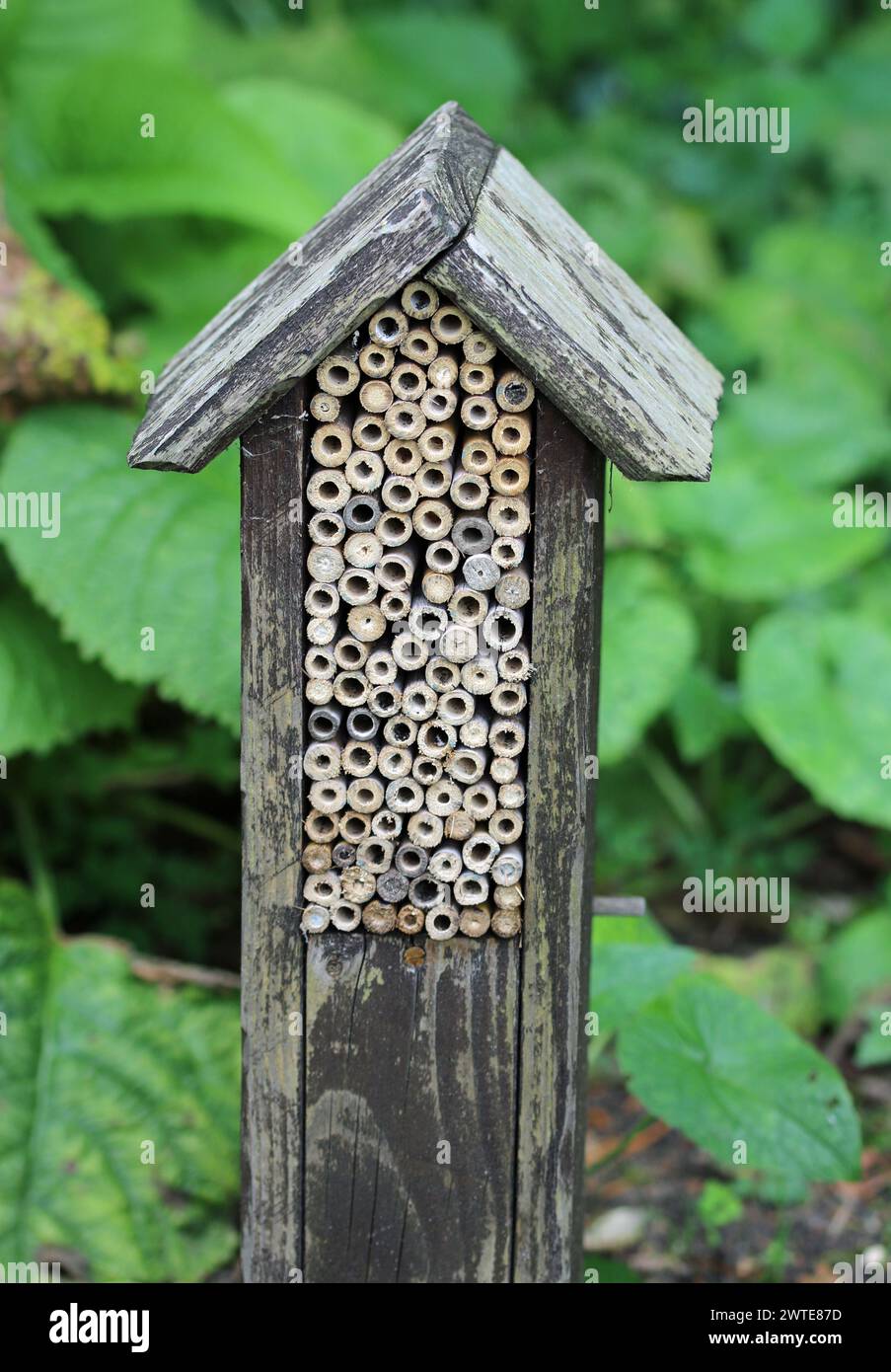 Wooden bug hotel box with a pitched roof in close up filled with bamboo ...
